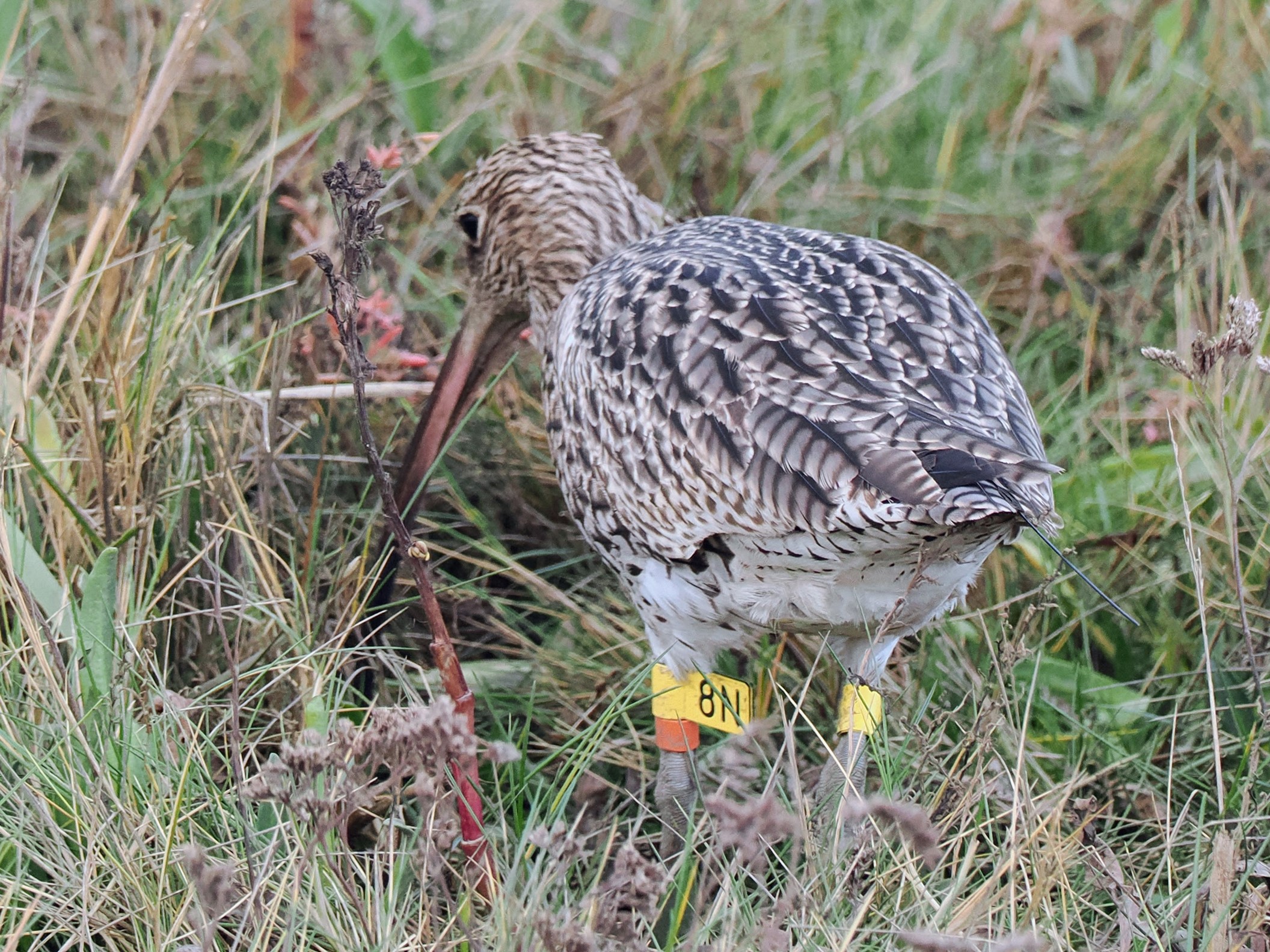 RAF work to protect declining bird species on airfields | Royal Air Force