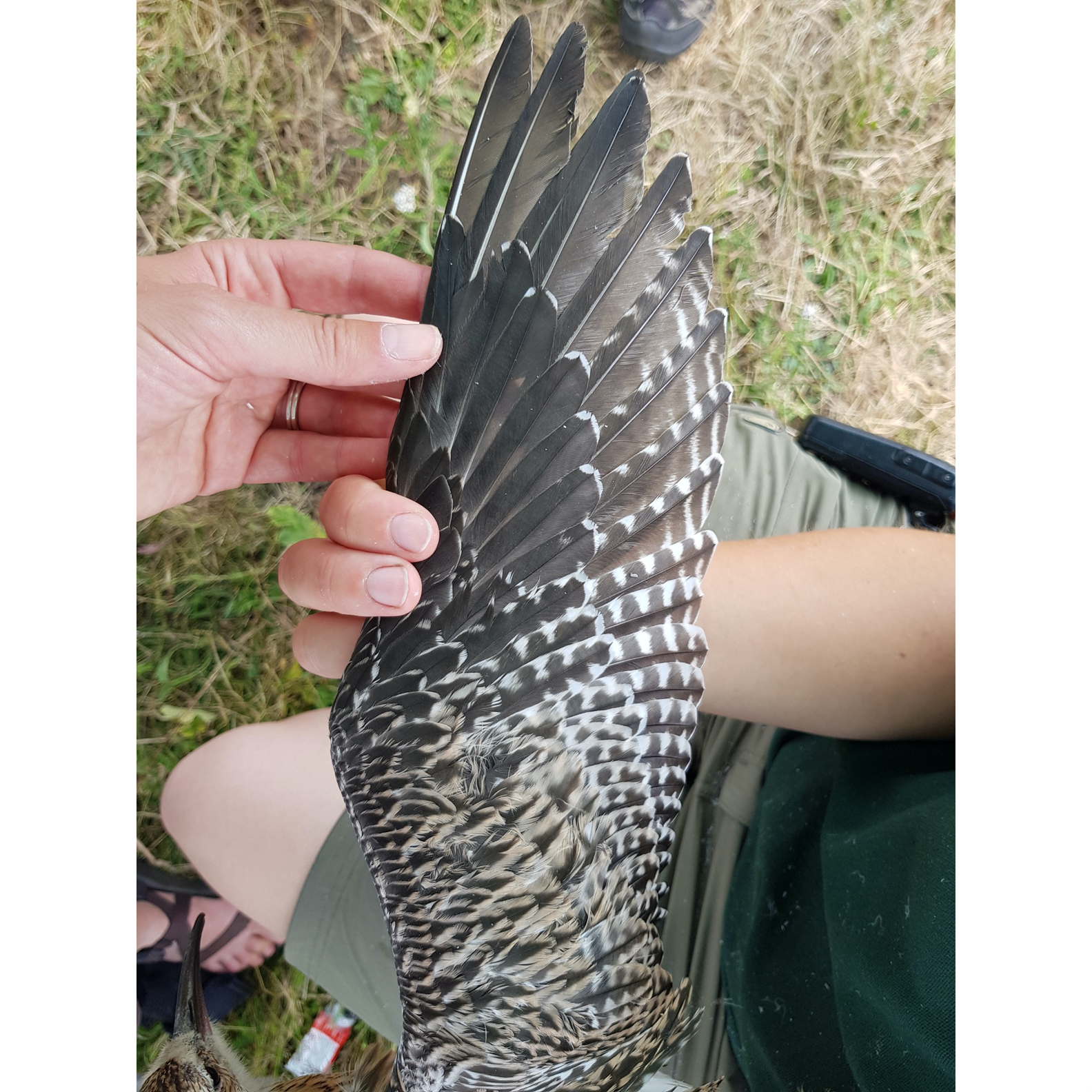 RAF work to protect declining bird species on airfields | Royal Air Force