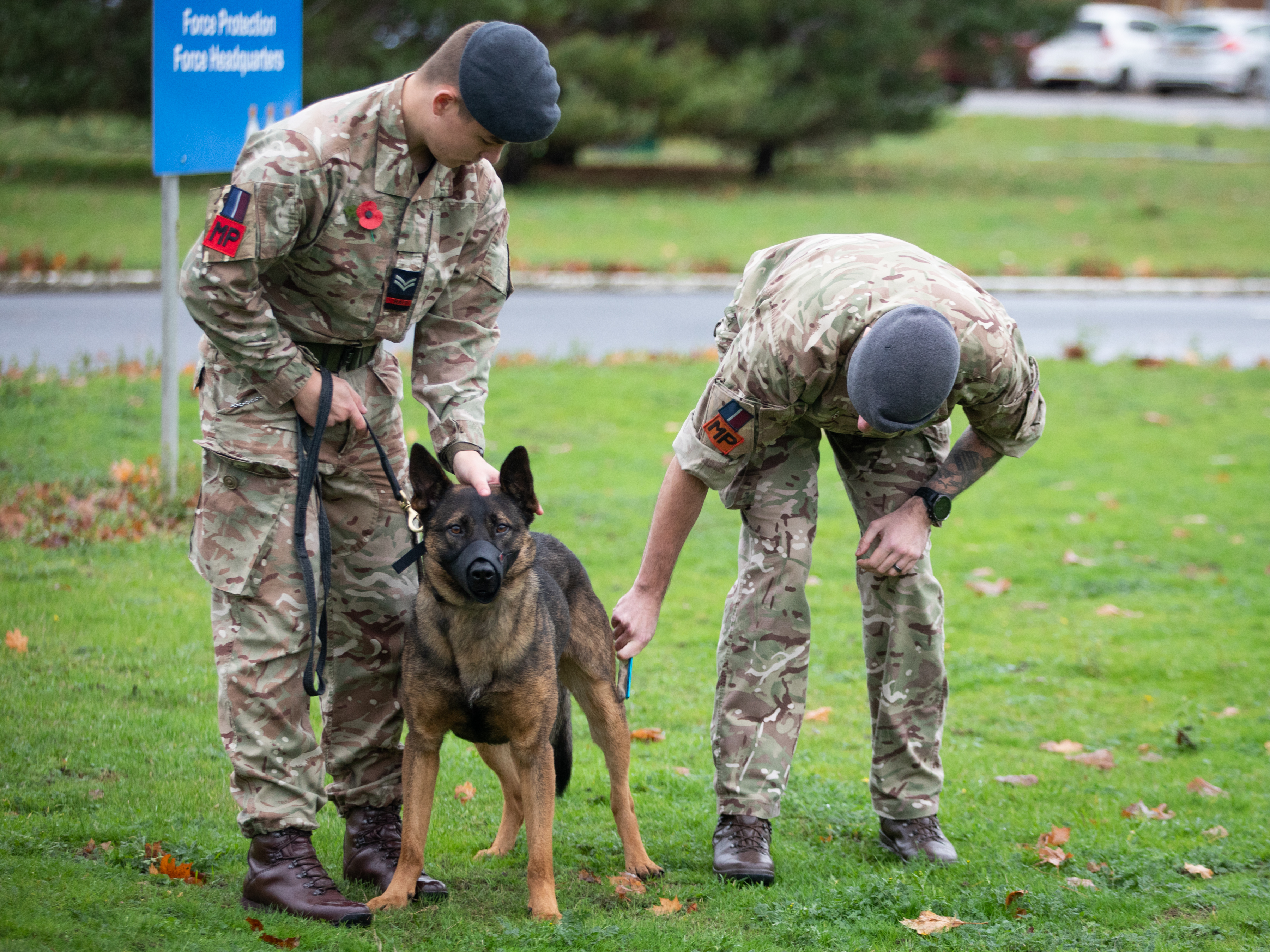 RAF Police Military Working Dog Trials | Royal Air Force