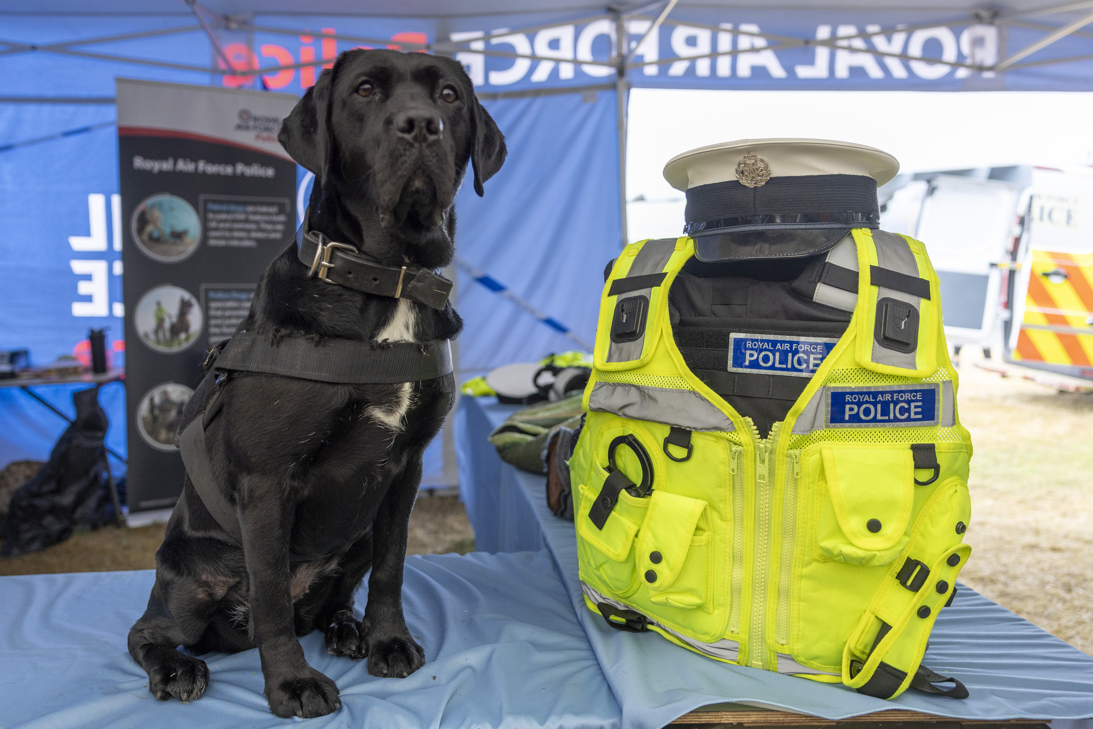 Guardians on Four Legs: RAF Police Dogs at the Heart of Enabling Air ...