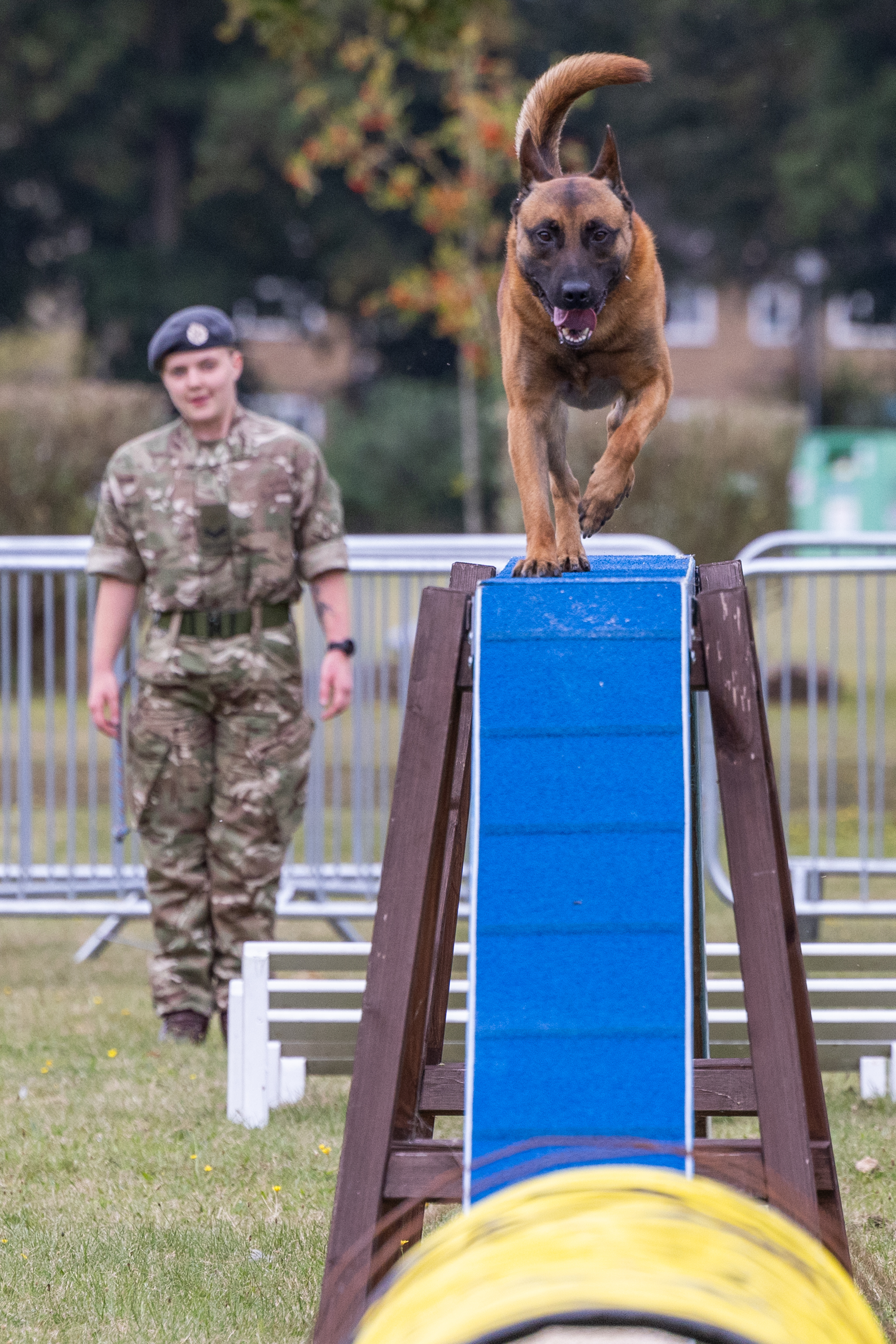 RAF Police Dog Teams Compete for Top Honours at 2025 Military Working ...