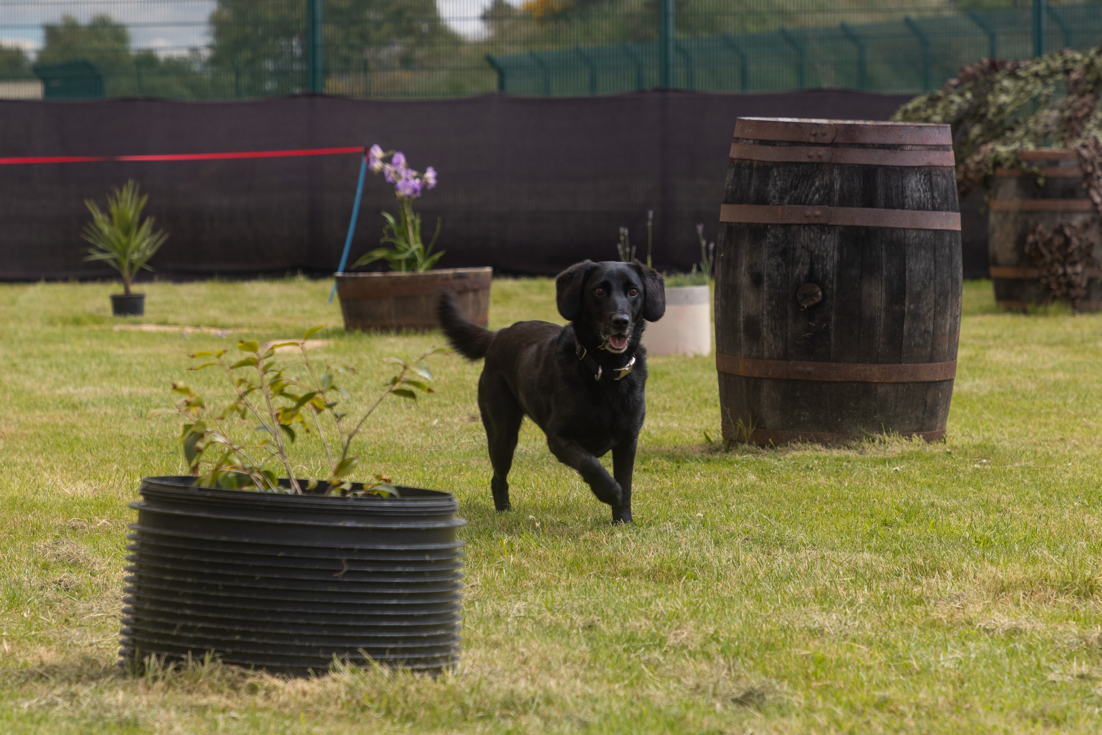 Sensory Garden opens for Lossie's Military Working Dogs | Royal Air Force